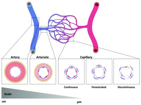 Architecture Of Artery Vein And Capillary 6 Copyright 2020 Wiley