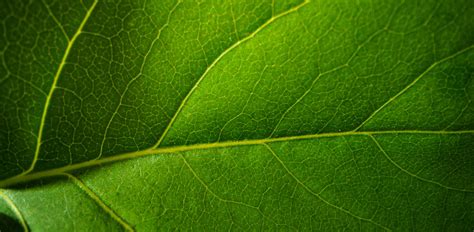 Glass Microfiber Filters Gvs