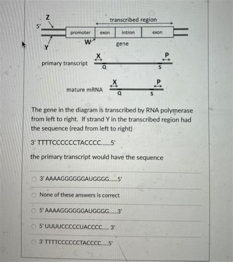 Solved The Gene In The Diagram Is Transcribed By Rna
