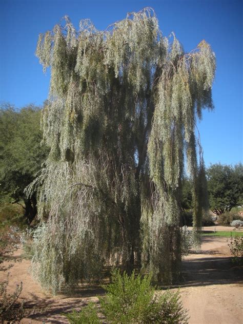 Acacia Pendula Weeping Myall Australian Native Tree With Silver