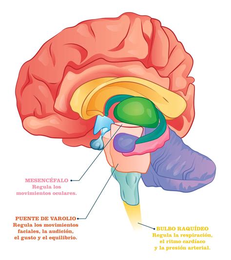 Anatomía Del Puente De Varolio Sistema Nervioso Central Wikipedia