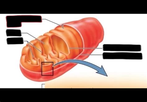 Biol 2402 Ch 26 Diagrams Flashcards Quizlet