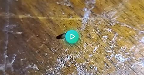 Needs Identification Album On Imgur