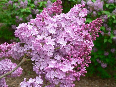 Top 10 Lilac Varieties Perfect For Minnesota Gardens