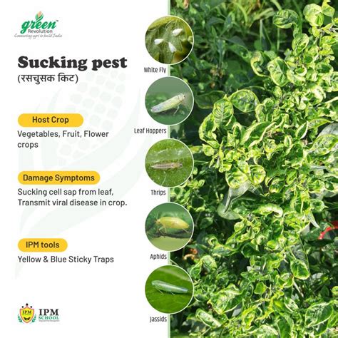 Green Revolution On Linkedin Whitefly Leafhopper Aphids Thrips