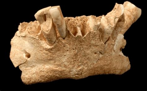 Fossils Show Cavemen Ate Butterflies And Used Toothpicks