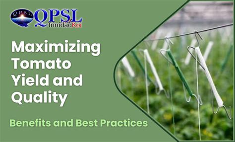 Maximizing Tomato Yield And Quality The Benefits And Best Practices Of