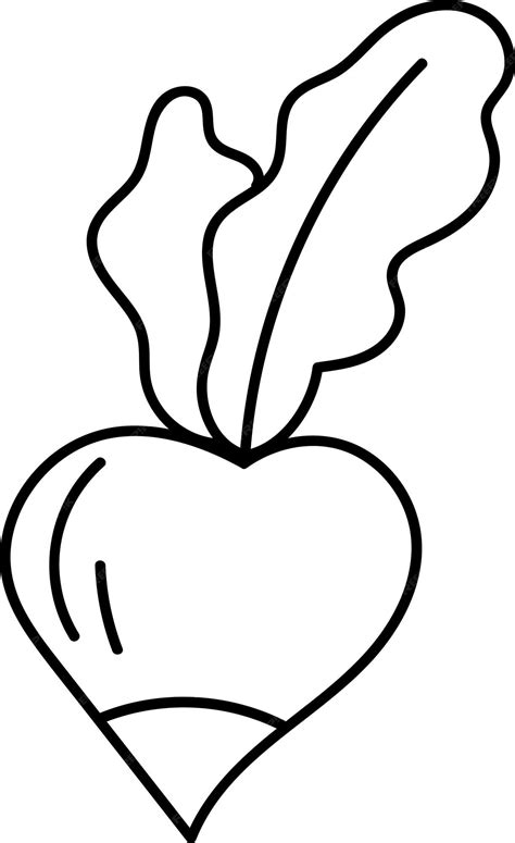 Premium Vector Beetroot Vegetable Outline