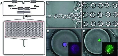Schematic Diagram Of Single Cell Encapsulation In Droplets By Download Scientific Diagram