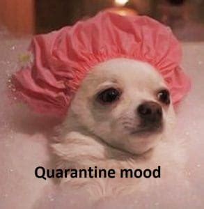 14 Funny Dog Memes Showing The Reality Of Staying Home In Quarantine