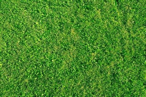 Grass Plot 이미지 찾아보기 1 536 스톡 사진 벡터 및 비디오 Adobe Stock