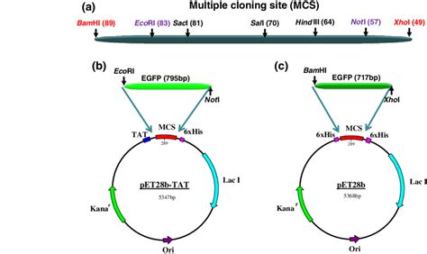 Schematic Diagram Showing Preparation Of The Prokaryotic Expression