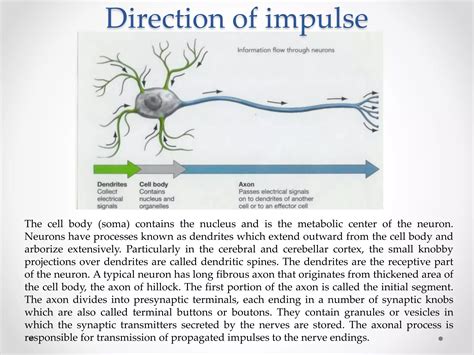 Nerve Impulse Conduction And Synapses Pptx