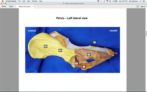 Pelvis Left Lateral View Diagram Quizlet