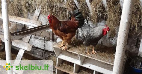 Gaideliai Skelbiu Lt