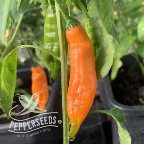 Aji Panca Peperzaden