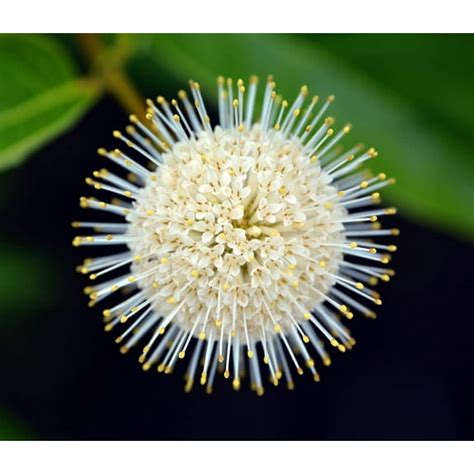 Buttonbush Seeds For Planting 100 Seeds Cephalanthus Occidentalis