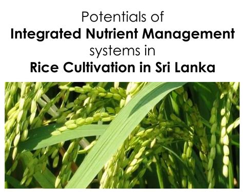 Potentials Of Integrated Nutrient Management Systems In Rice