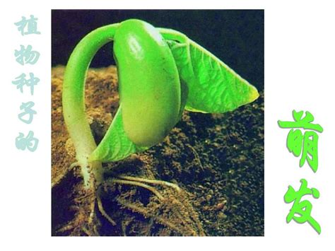 种子的萌发条件与生长发育 Word文档在线阅读与下载 免费文档