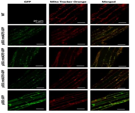 Mp 17 1 Mitochondrial G003