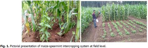 Ukrainian Journal Ecology Intercropping