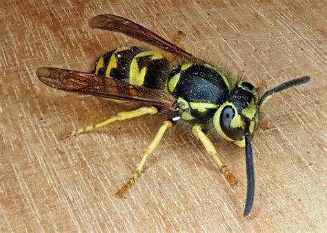 Vespula Pensylvanica Western Yellowjacket 10000 Things Of The