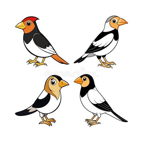 Bobolink Coloring Animal Illustration Design Stock Vector Illustration Of Graphic Bobolink