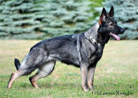 East German Line Shepherds