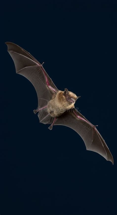 Brown Bat In Flight Against Dark Background Stock Illustration Illustration Of Ecosystem
