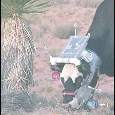 Pdf Virtual Fencing—past Present And Future