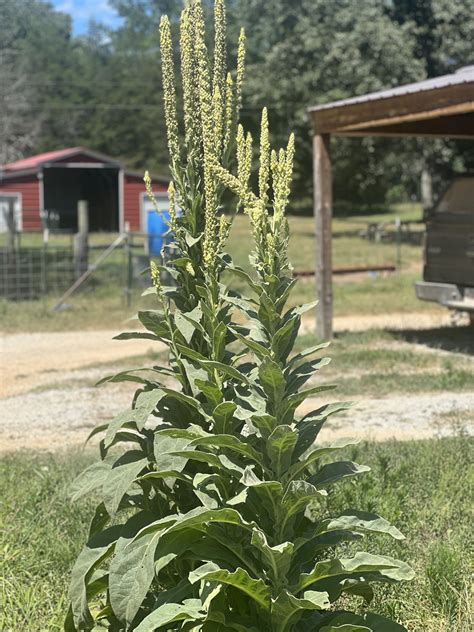 The Amazing Benefits Of Mullein
