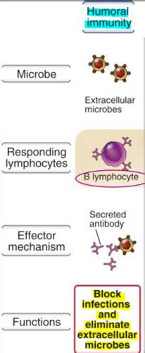 Micro Exam 2 Immunology Flashcards Quizlet