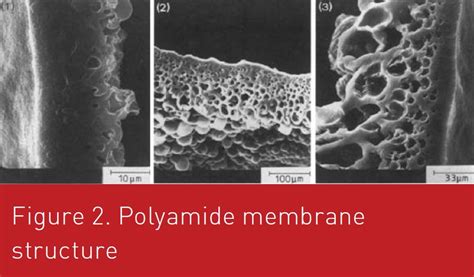 Interfacial Polymerization Vs Cross Linking In Microencapsulation