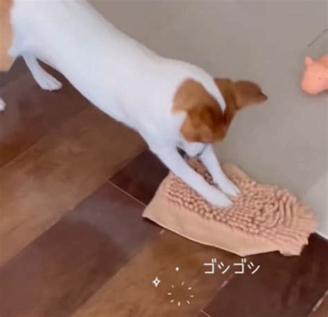 정성을 다해서 걸레로 나무 바닥 빡빡 문지르며 집사 대신 청소한다는 잭 러셀 테리어