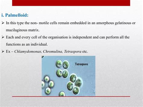 Algae Thallus Organizationpptx