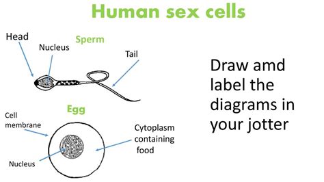 Lesson Starter What Is Pollination Ppt Download