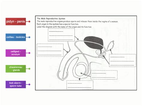 Male Reproductive System Labelled Diagram
