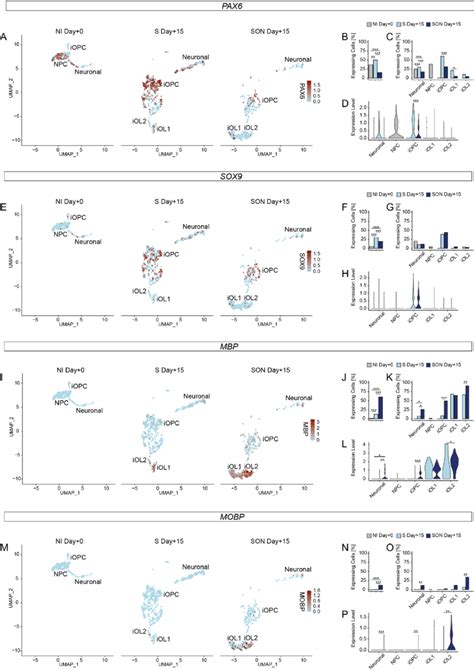 Marker Gene Expression Verifies Cluster Identities And Shows A Mature Download Scientific