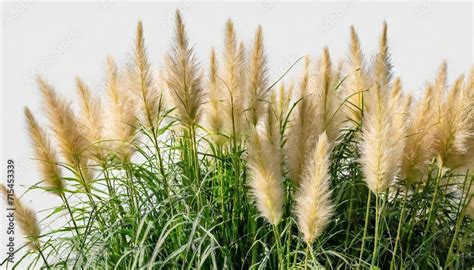 Field Of Cortaderia Selloana Pumila Grass Or Dwarf Pampas Grass