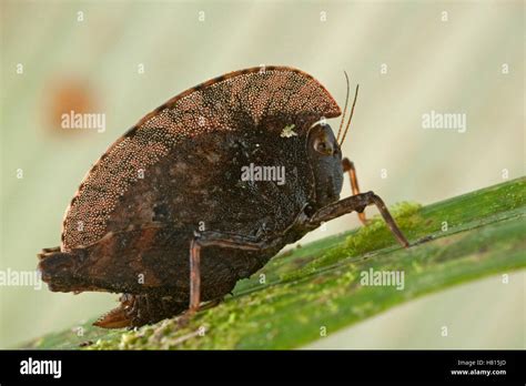 Pygmy Grasshopper Tetrigidae Muller Range Papua New Guinea Stock