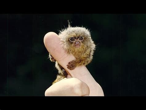Newborn Finger Monkeys Tiny Adorable Marmoset Monkeys Babies