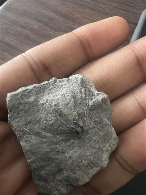 Some Cool Silurian~devonian Period Fossils Found In Wny R Fossils