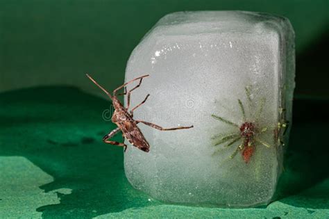 Bug On Melting Ice Cube With Frozen Flower And Green Background In
