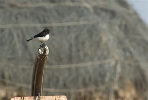 Variable Wheatear Facts Diet Habitat And Pictures On Animaliabio