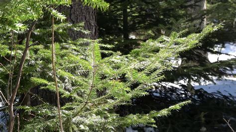 숲속 소리 숲속풍경 새소리 바람소리 숲에 다녀 왔습니다 Youtube