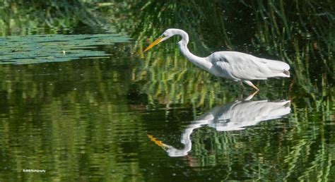 Vroege Vogels Foto Vogels De Grote Zilverreiger