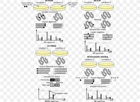 Mass Spectrometry Quantitative Proteomics Isotope Coded Affinity Tag