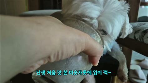 난생 처음 맛 본 미숫가룻에 입이 쩍~ Youtube