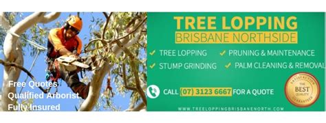 Trimming Services Tree Pruning In Brisbane