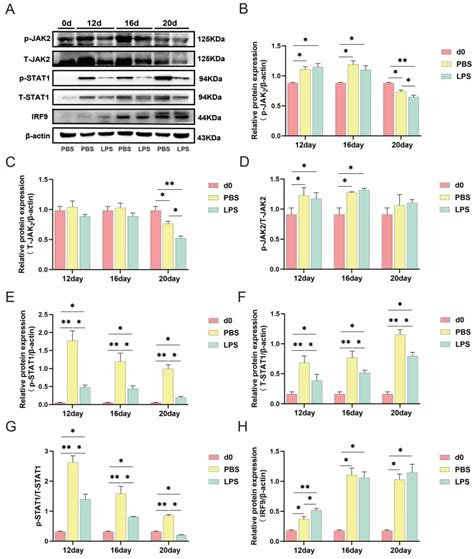 Lps Disrupts Endometrial Receptivity By Inhibiting Stat1